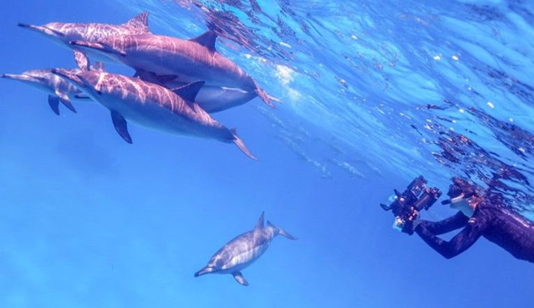 Snorkeling in Egypt: A Guide to Egypt's Underwater Wonders